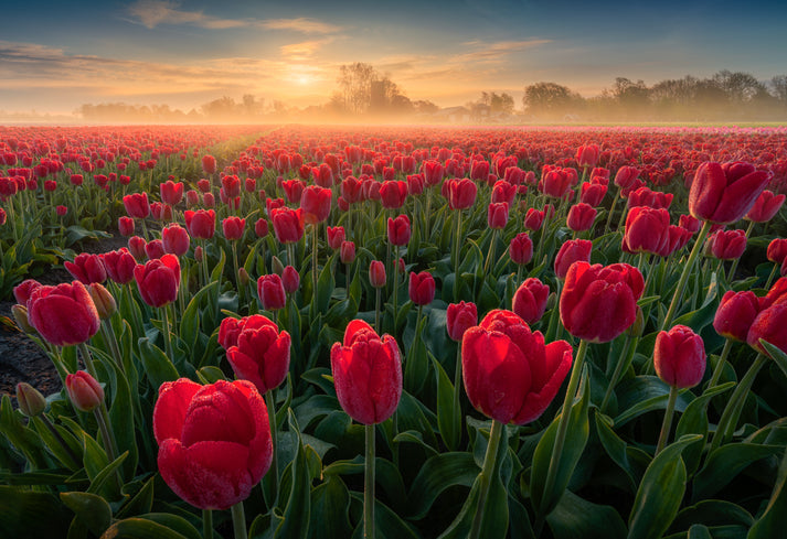 Endless Red – Beauty of the Netherlands